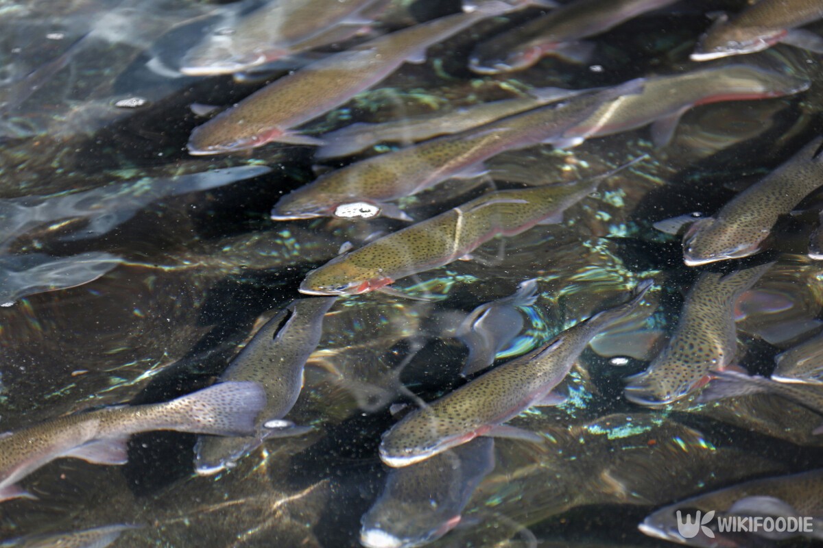 회 좋아하면 그냥 넘기지 마세요… 지금 바다에서 퍼지는 중입니다