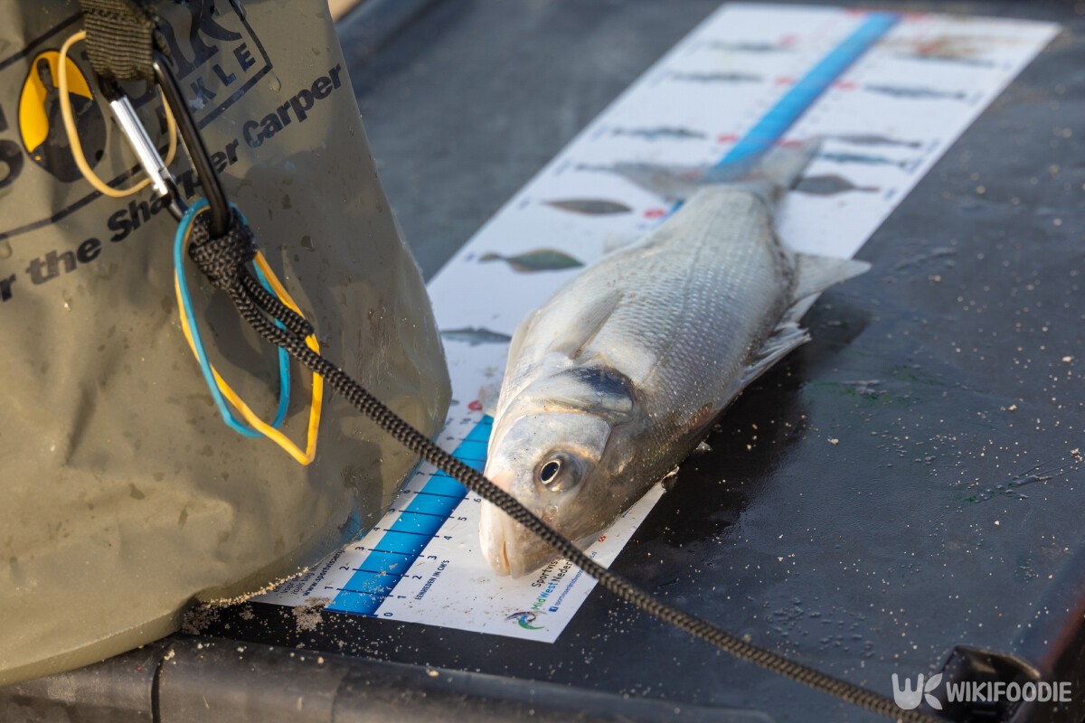 기름기 오를 대로 오른 지금, 가장 맛있다는 '한국 여름 생선'
